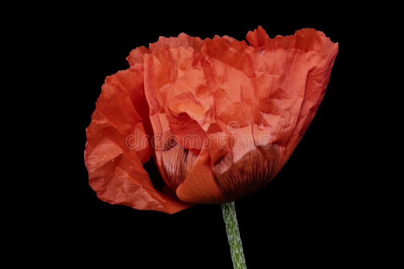 Red Single Poppy Flower with Stem Isolated on Black Background Stock ...