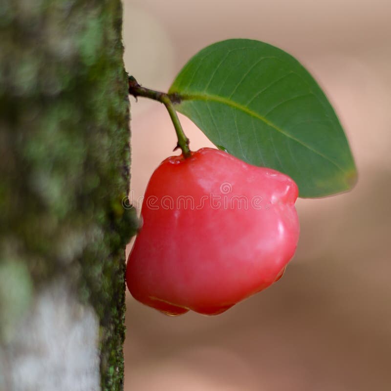 Single Rose Apple stock image. Image of fruit, natural - 168533763