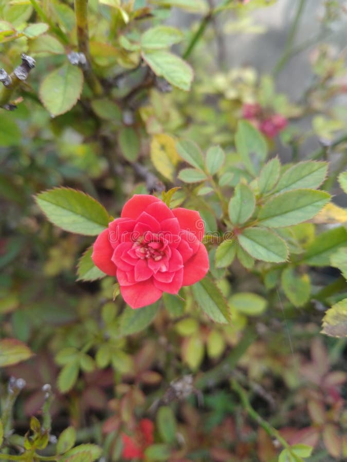 Red single rose flower stock image. Image of single - 198772259