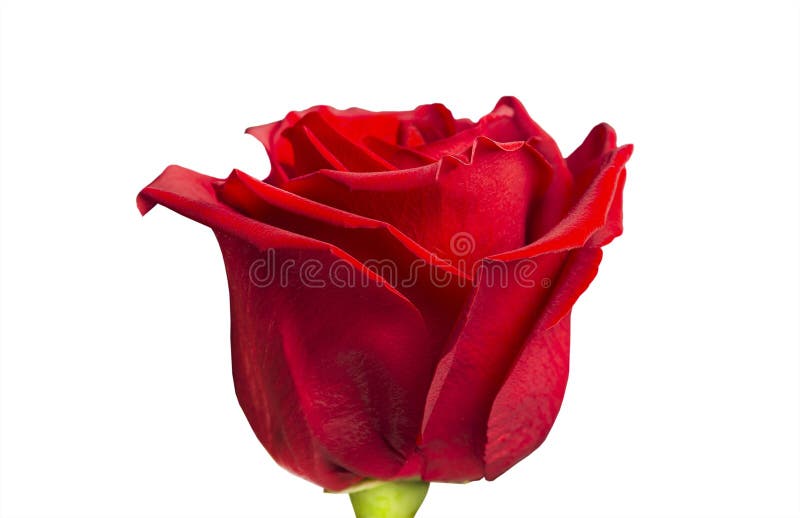 Red Single Rose Flower on White Background Stock Photo - Image of stem ...