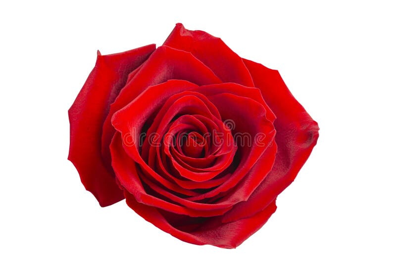 Red Single Rose Flower on White Background Stock Image - Image of ...