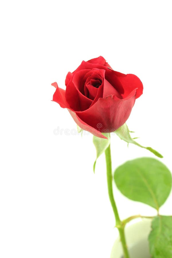 75,515 Rose Single White Stock Photos - Free & Royalty-Free Stock ...