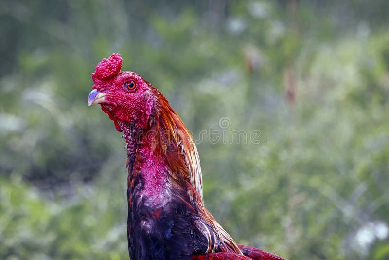 Red skin rooster stock photo. Image of rooster, head - 189892002