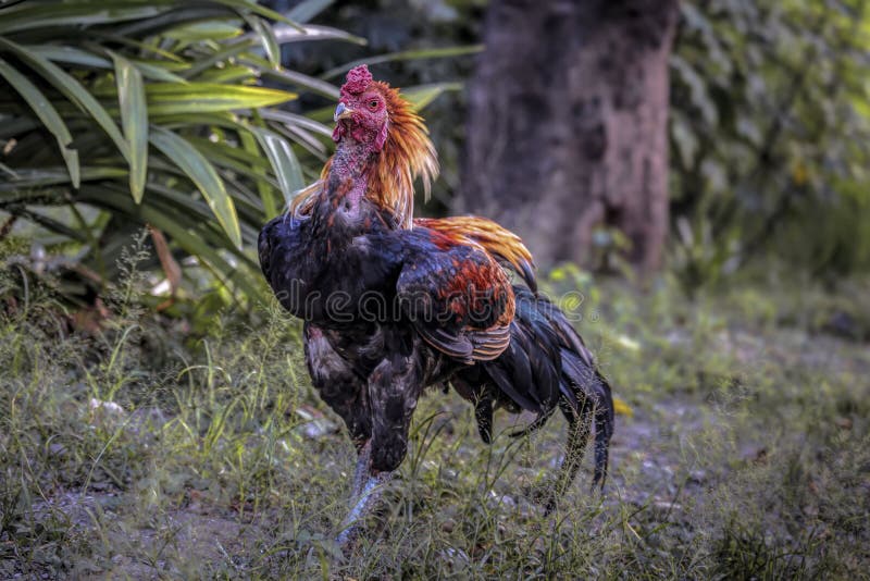 264 Hairy Rooster Stock Photos - Free & Royalty-Free Stock Photos from ...