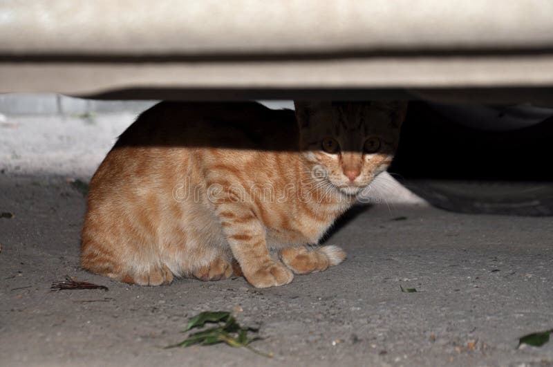 Red Skinny Cat Sits Under the Car Half in the Shade Stock Image - Image ...