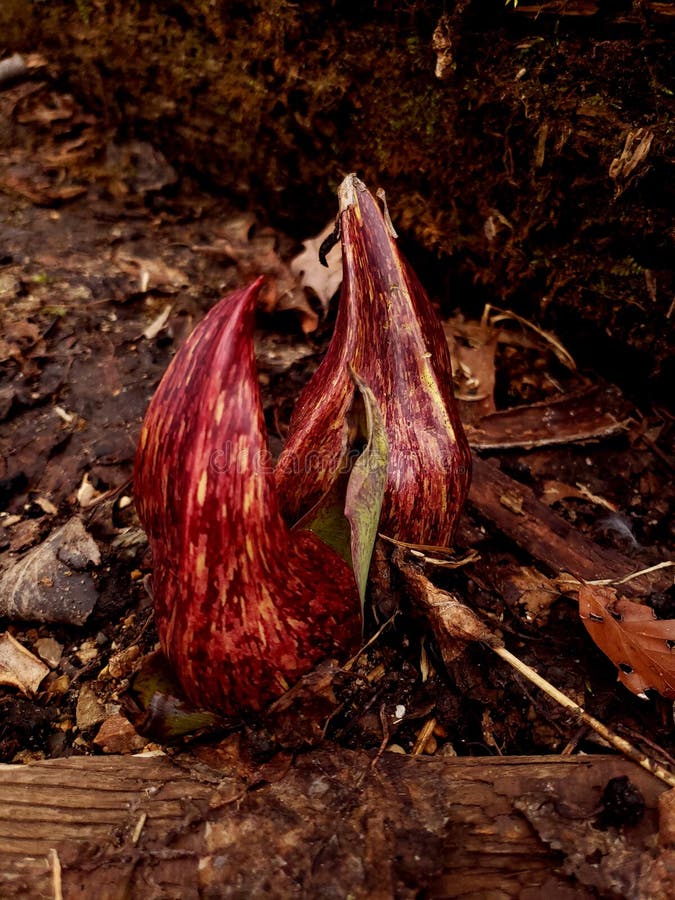 Red skunk cabbage stock photo. Image of skunk, woodland - 178398940