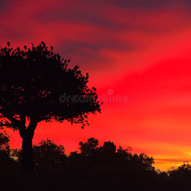 50,171 Tree Silhouette Red Sky Stock Photos - Free & Royalty-Free Stock ...