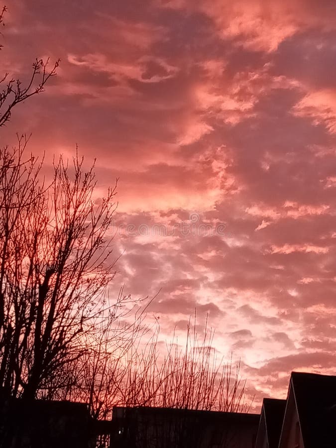 Red sky and trees stock photo. Image of trees, aesthetic - 168049302