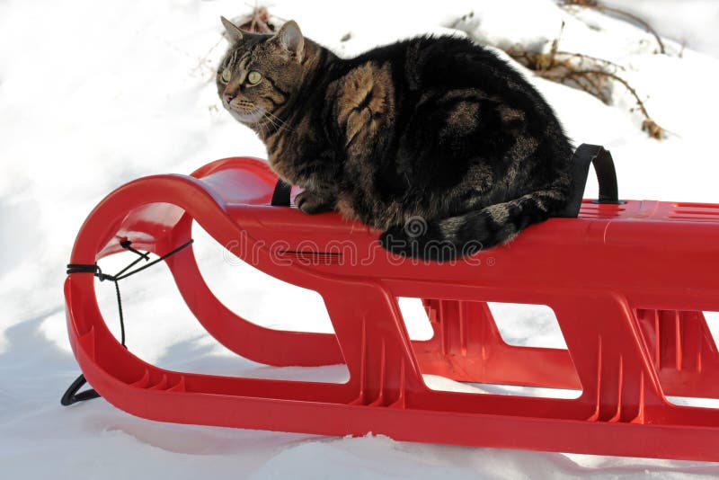 On a red sled stock image. Image of snow, outdoors, health - 48645009