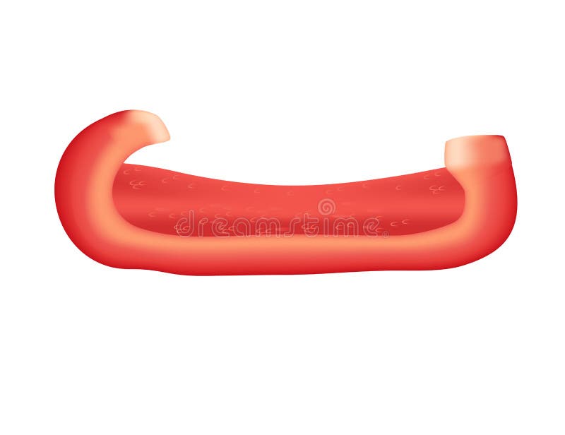 Red Slice of Bell Pepper Healthy Fresh Vegetable Vector Illustration ...