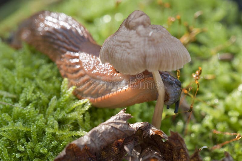 Red slug stock photo. Image of meal, rasp, snail, hermaphrodite - 11689314
