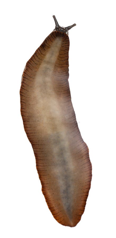 Red slug, Arion rufus stock photo. Image of animal, slow - 16713666