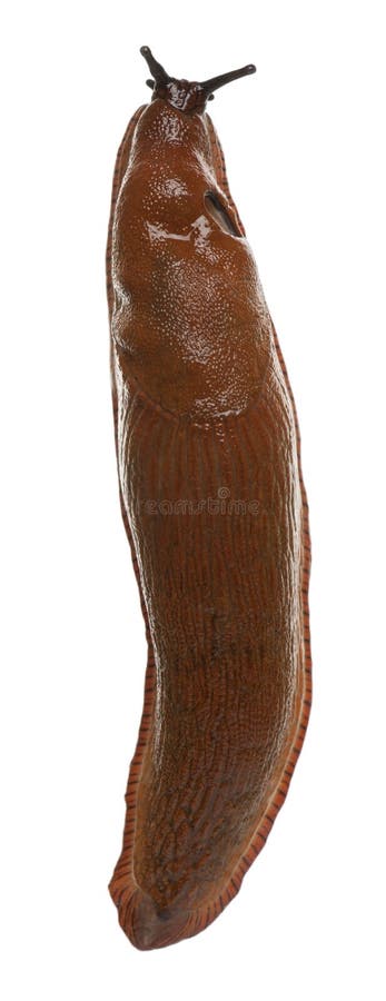 Red slug, Arion rufus stock image. Image of copy, invertebrate - 16713669