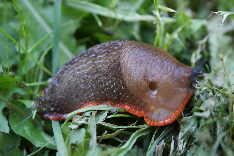 Disgusting Slug On Mushrooms. Harmless To Humans, Dangerous To ...