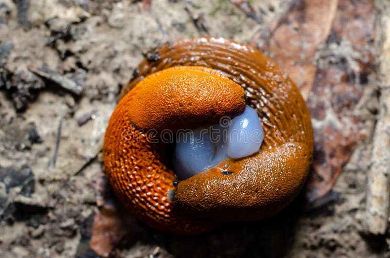 The Red Slug Arion Rufus Copulation. Red Slugs Reproduction Stock Image ...