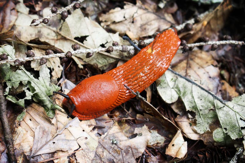 Red slug, Arion rufus stock photo. Image of copy, slimy - 16713666