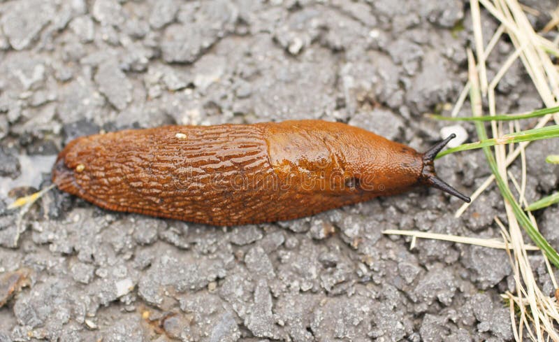 Red slug stock image. Image of rufus, slug, animal, european - 75431685
