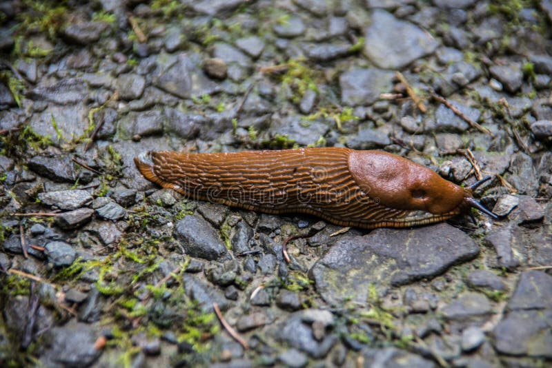Red slug on forest path stock image. Image of creeping - 189803313