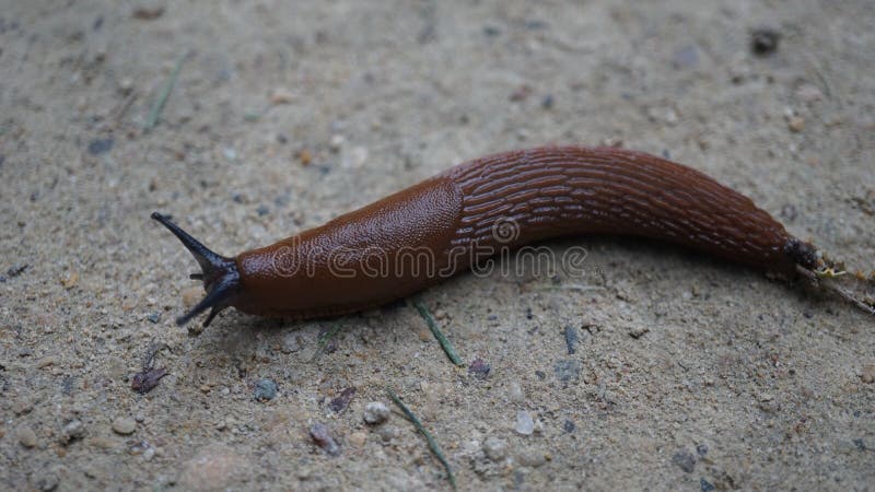 A slug on the ground stock photo. Image of bokeh, body - 193307364