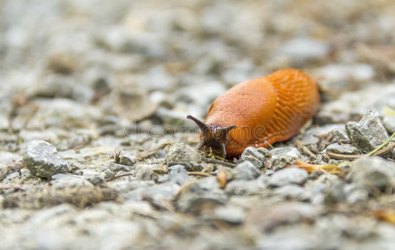 Orange Slug Isolated on White Stock Photo - Image of background, remote ...