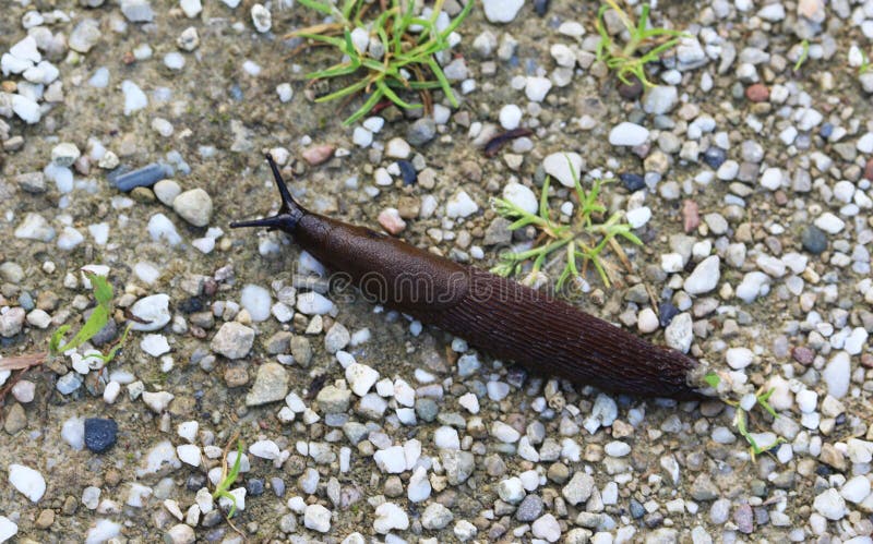 Red slug stock photo. Image of arion, nature, background - 97591000