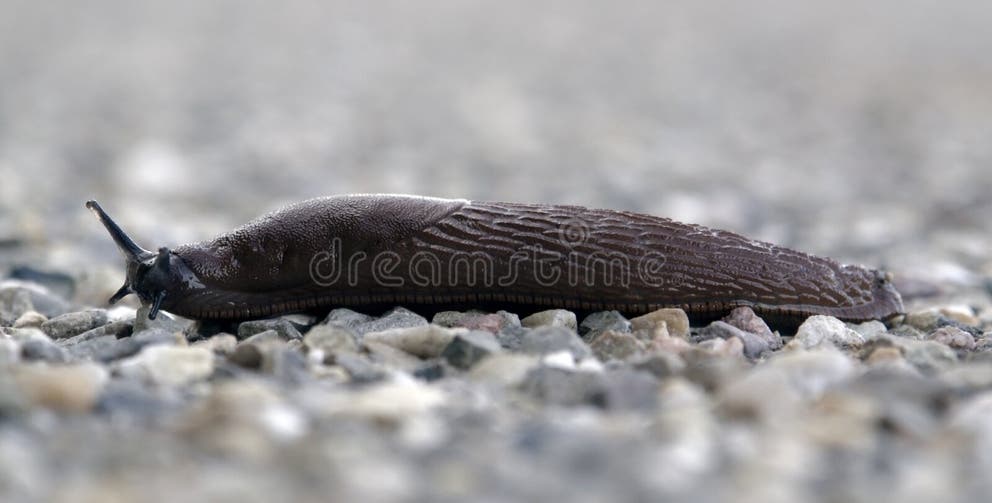 153 Sideways Creeping Stock Photos - Free & Royalty-Free Stock Photos ...