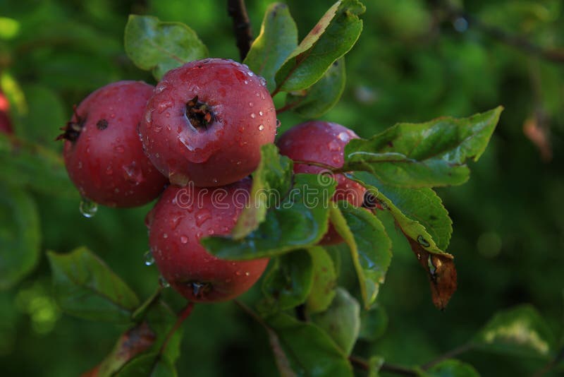 Little Red Apples on the Tree Stock Image - Image of nature, season ...