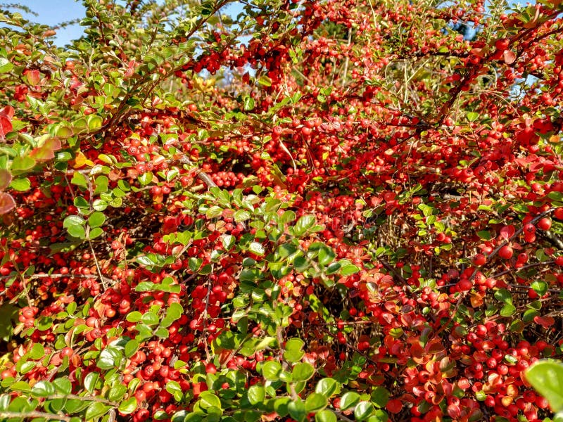 Small Red Berries on a Green Bush Stock Photo - Image of green, autumn ...