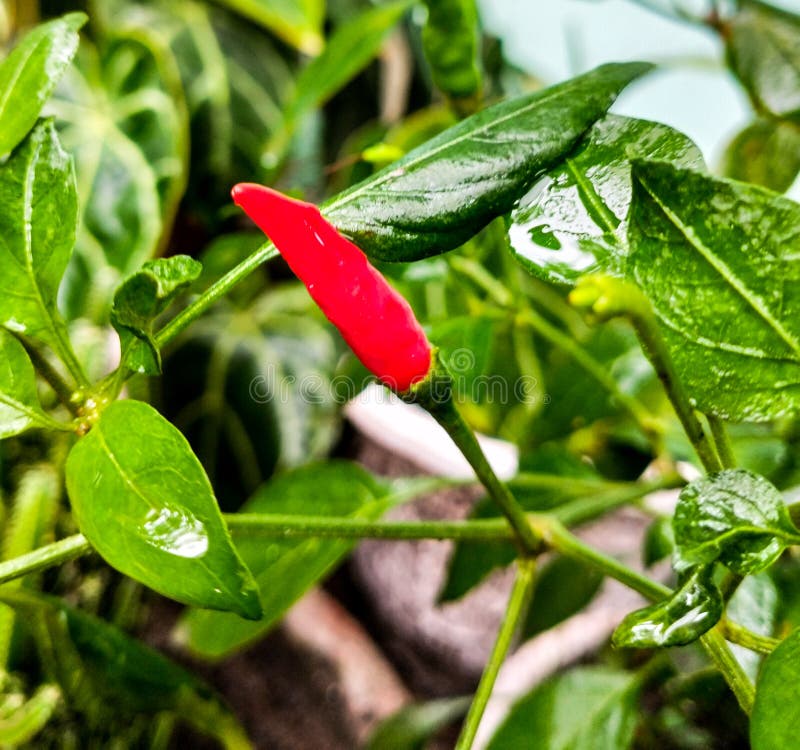 A Red Small Chilli Taken at Backyard Gardeng Stock Image - Image of ...