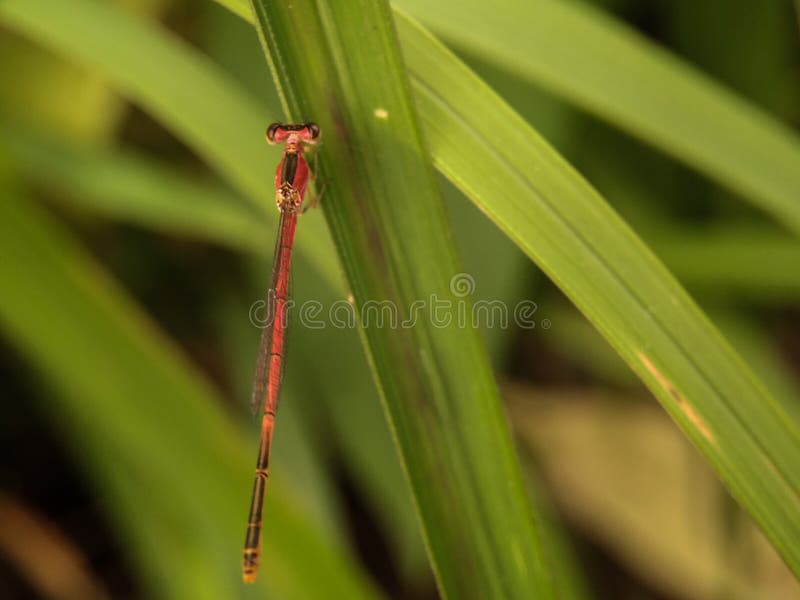 Red Small Dragonfly on Green Grass Stock Photo - Image of awasome ...