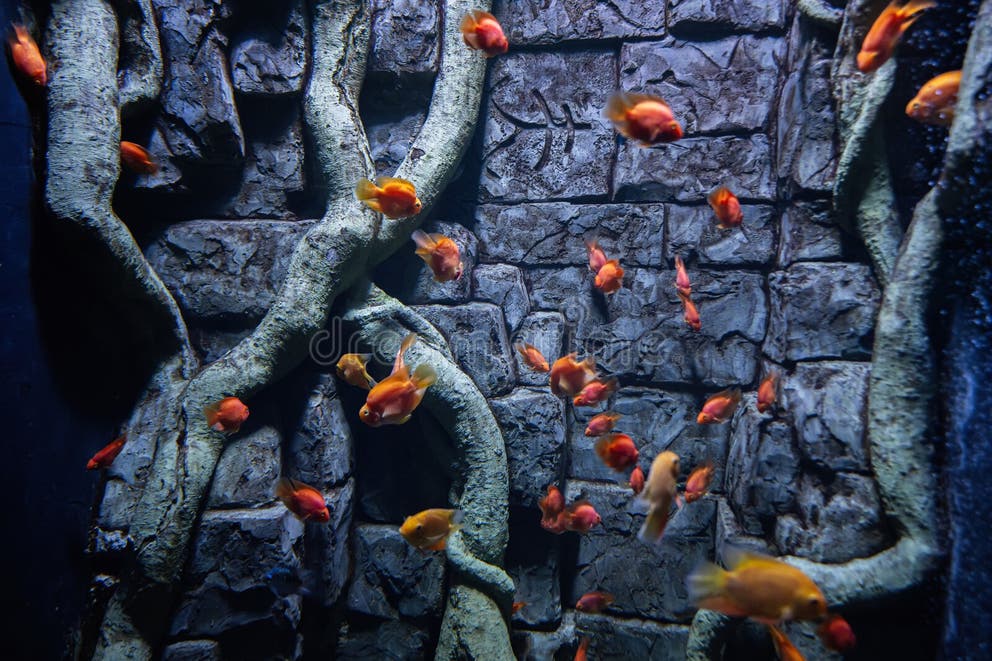 Red Small Fish Swim in Aquarium Stock Image - Image of exotic, wildlife ...