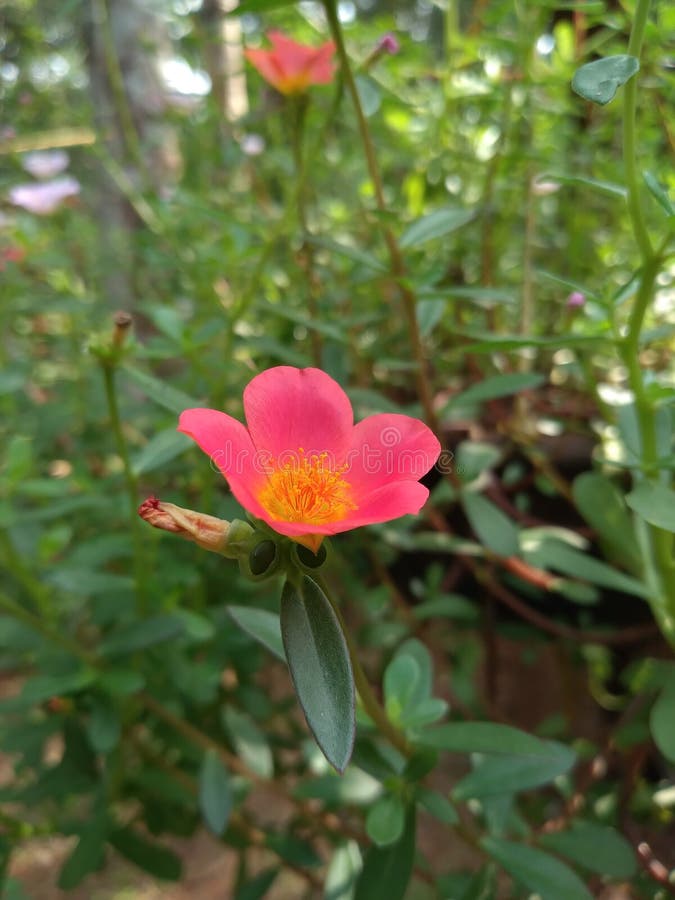 Red small flower stock photo. Image of produce, wildflower - 223902610