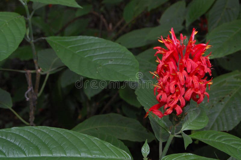 Red Small Flower in Green Leaves Stock Photo - Image of bloom, summer ...