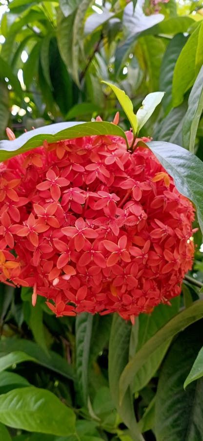 Red Small Flower Green Plant Nature Stock Image - Image of rose, green ...