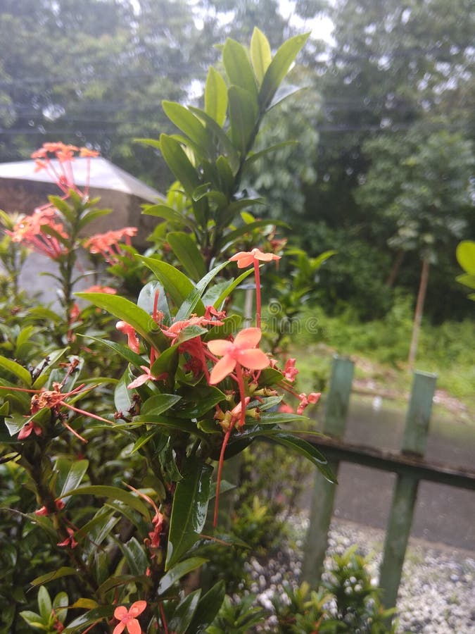 Red small flower stock image. Image of small, rain, flower - 106427921