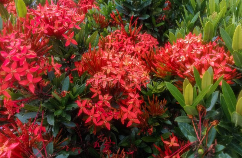 Red Small Flowers Making Bushes Stock Photo - Image of flowers, bushes ...