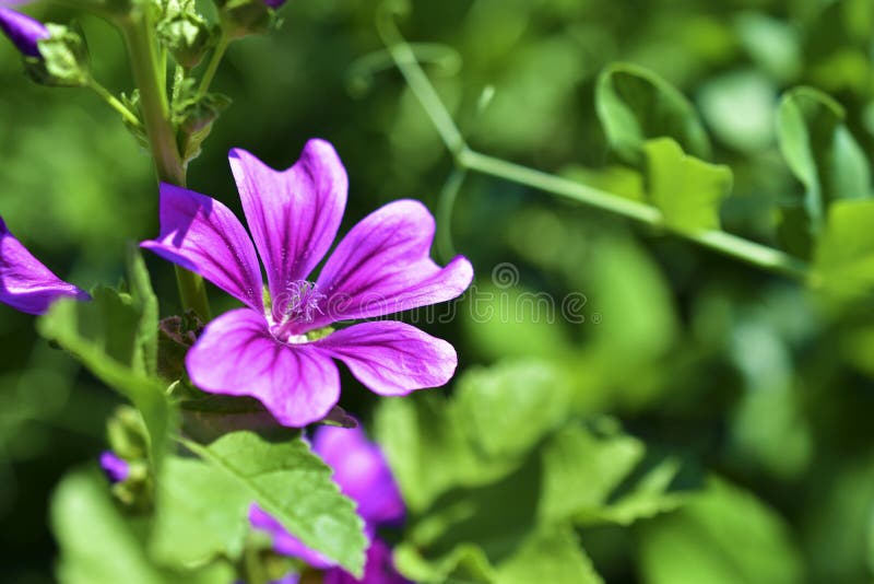 Red Small Flowers on the Stem in Summer Stock Photo - Image of blossom ...