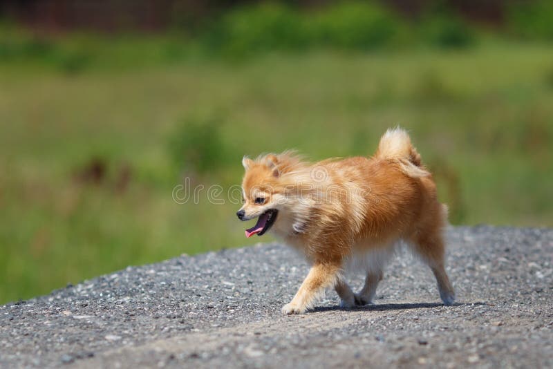 Red Small German Spitz in Nature Walks Stock Image - Image of lovely ...
