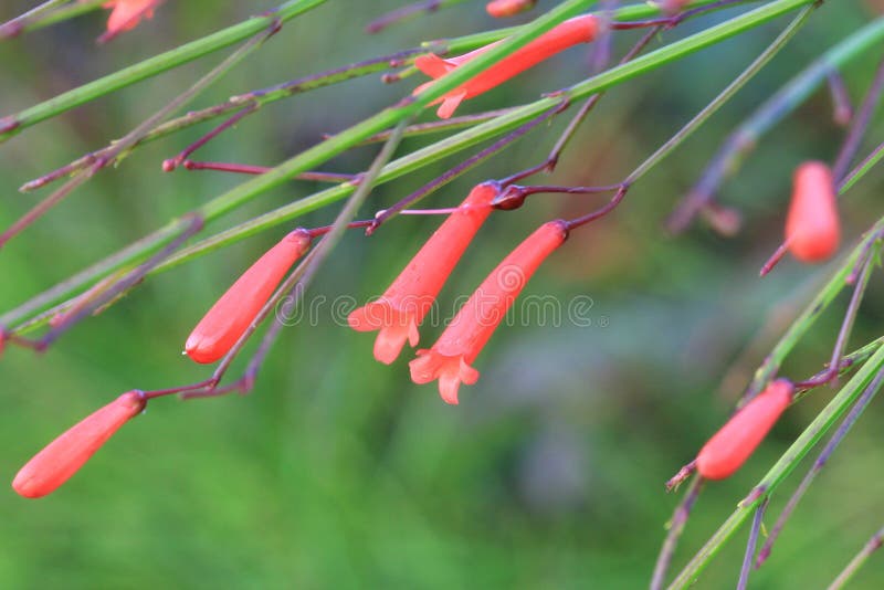 Red small grass flower stock image. Image of gladioli - 35084567