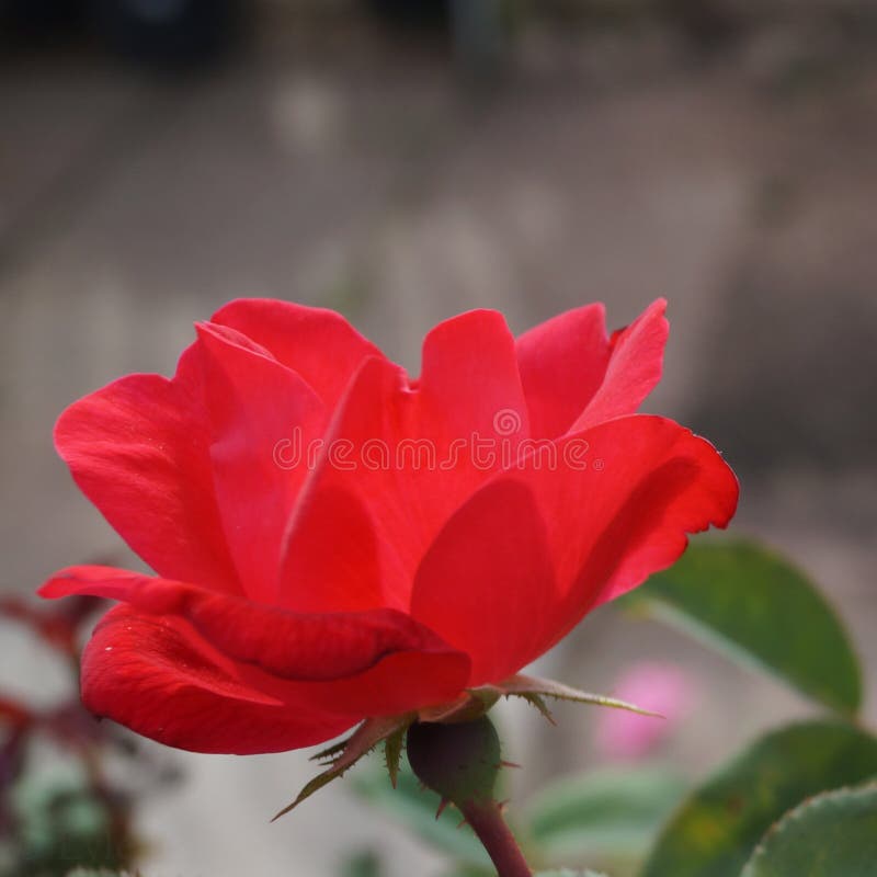 One Small Red Rose with Some Green Stock Image - Image of rosa, specias ...