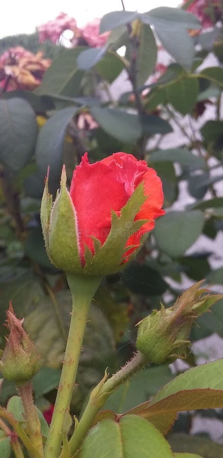 One Small Red Rose with Some Green Stock Image - Image of rosa, specias ...