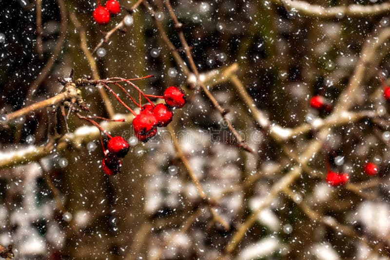 Red Small Round Berries on a Thin Brown Tree Branch Stock Image - Image ...