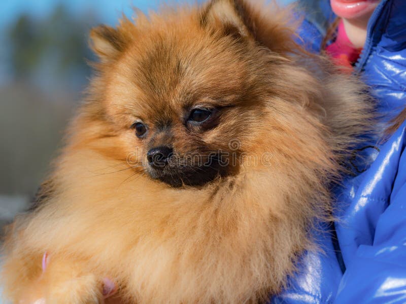 Red Small Spitz Dog Sitting on the Hands. Stock Photo - Image of happy ...