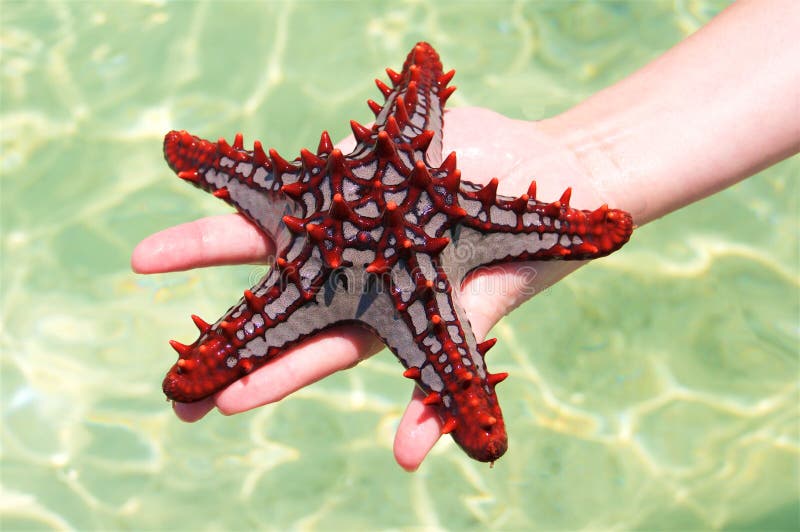 Red Starfish in Hand stock image. Image of tropical - 103318223