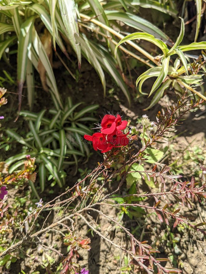 Red Smelling Flower Enhancing the Beauty of the Garden 1 Stock Image ...
