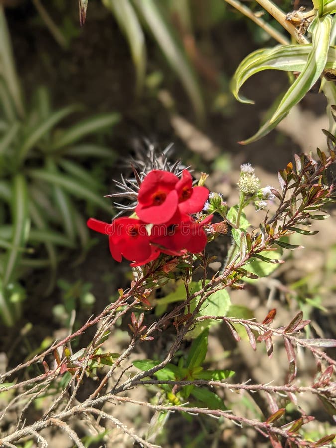 Red Smelling Flower Enhancing the Beauty of the Garden 2 Stock Photo ...
