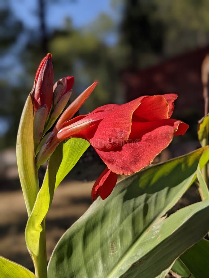 Red Smelling Flower Enhancing the Beauty of the Garden 3 Stock Image ...