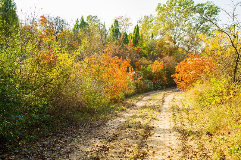 Red Smoke Trees in Nature. European Smoke Bush Stock Image - Image of ...