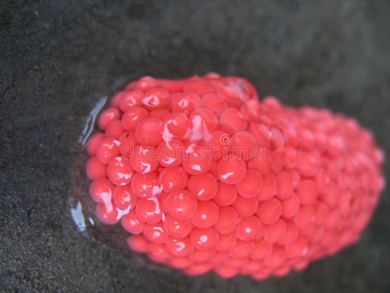 Red snail eggs stock image. Image of china, garden, shell - 11026909