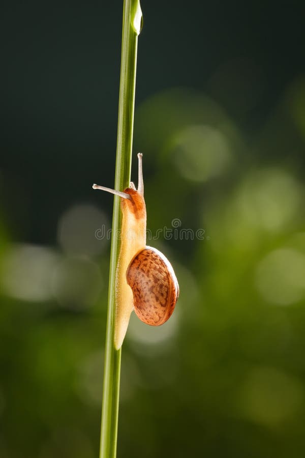 Red Snail on grass stock image. Image of delicate, crawl - 190189765